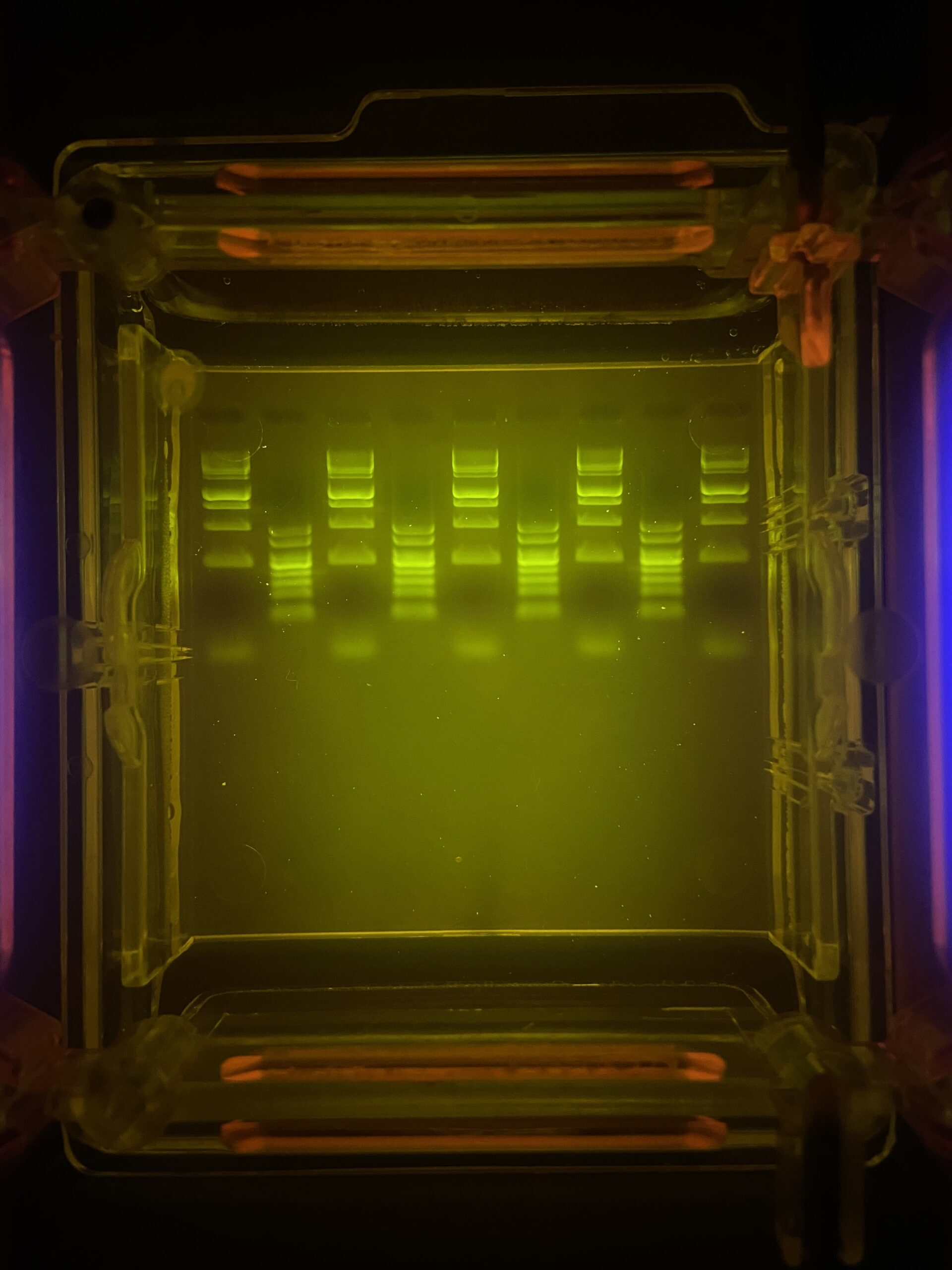Measuring Band Size On An Electrophoresis Gel Minipcr Bio