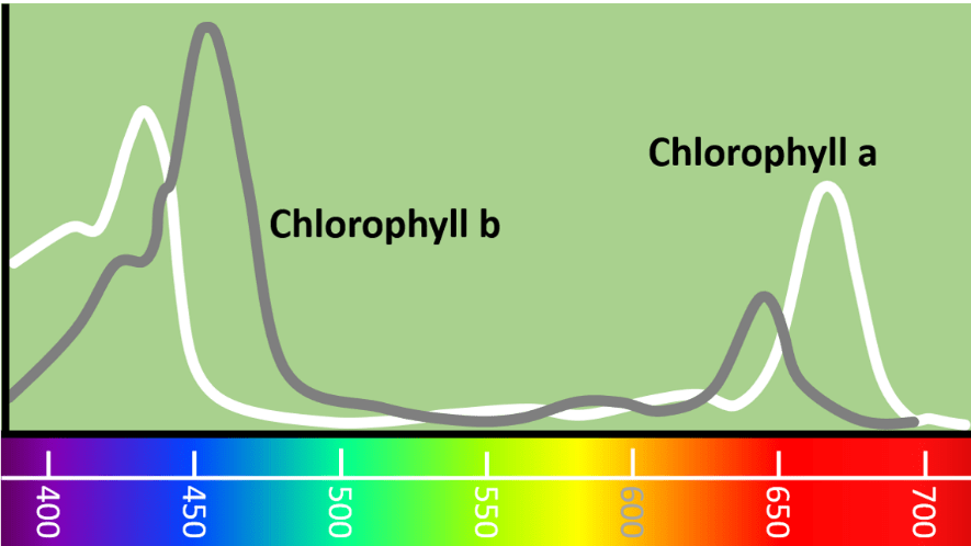 P51™ Chlorophyll Lab: A Free Resource – miniPCR