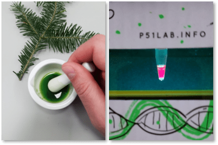 P51™ Lighting up Chlorophyll – miniPCR bio