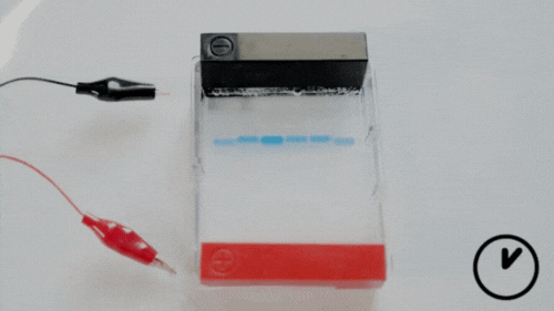 Teach Gel Electrophoresis and Core Biology with Safe, Hands-On Dye Labs ...