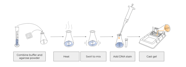 How to Pour an Agarose Gel – miniPCR bio