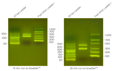 Choosing the right DNA ladder – miniPCR bio