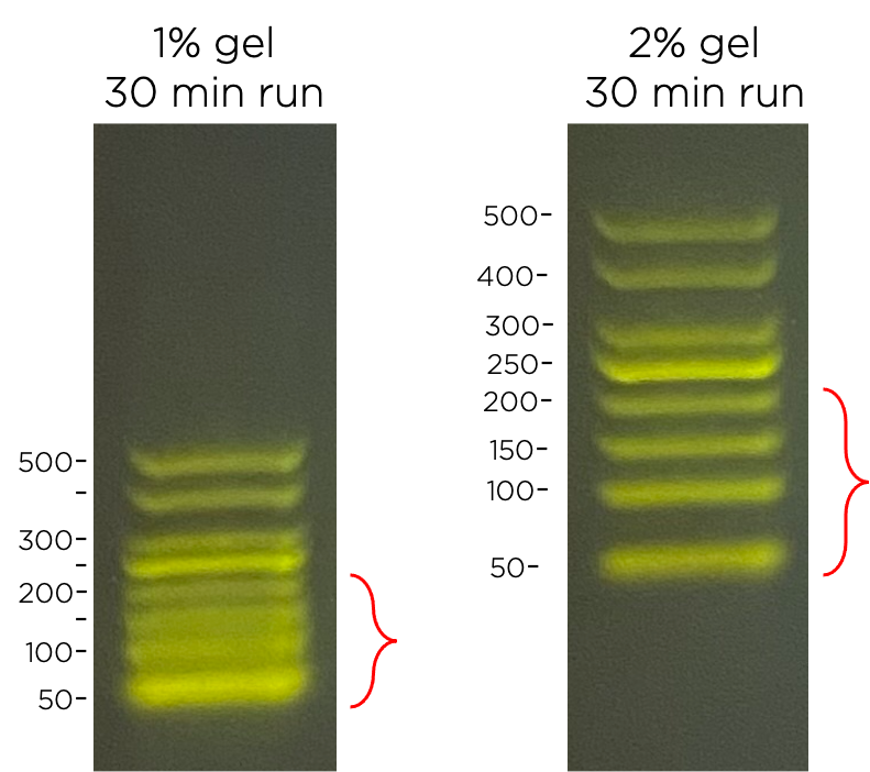 Choosing The Right Agarose Percentage For Gel 45 OFF Choosing The Right Agarose Percentage For Gel 45 OFF